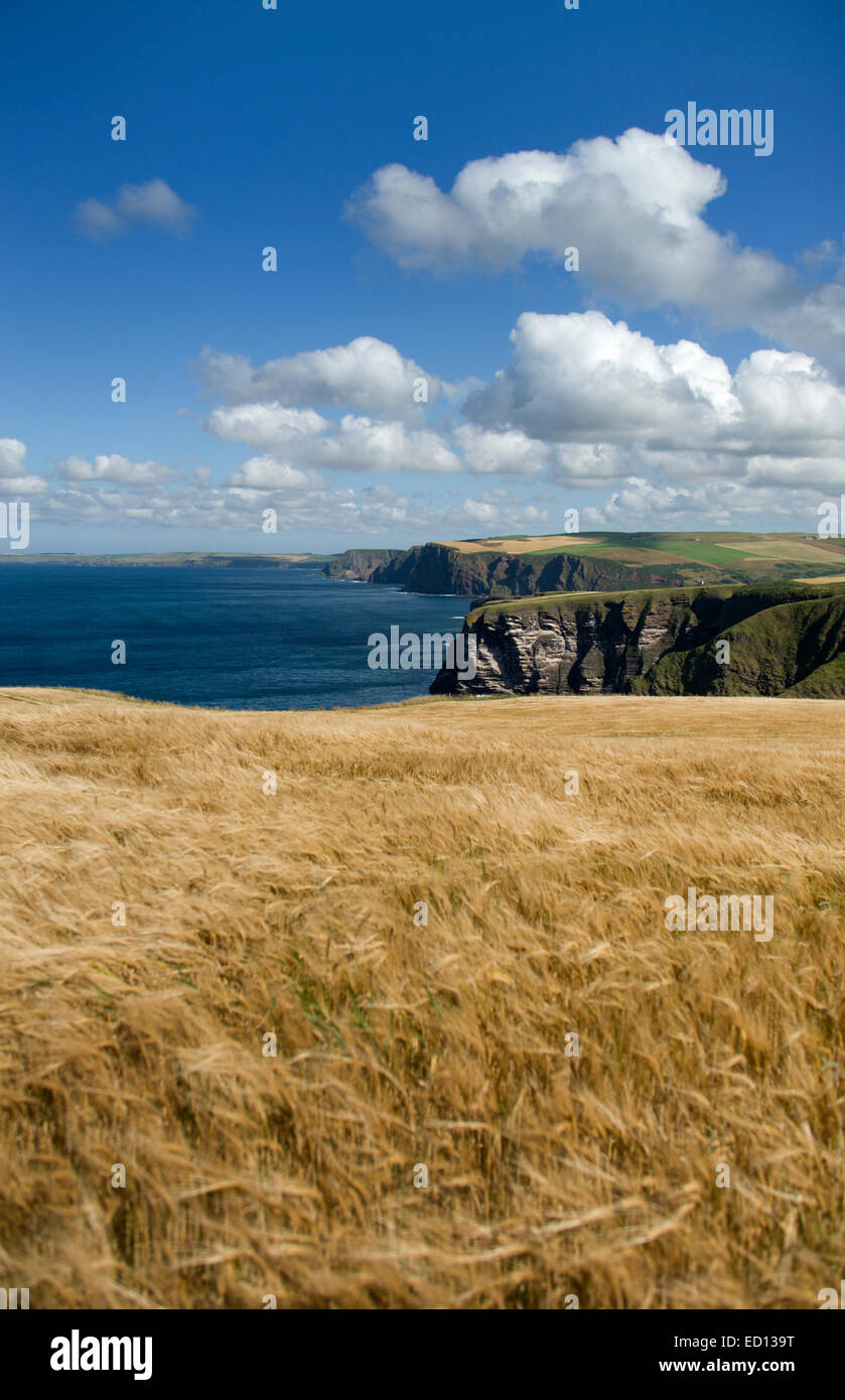 A field of golden barley shimmering in the breeze on the Banffshire ...
