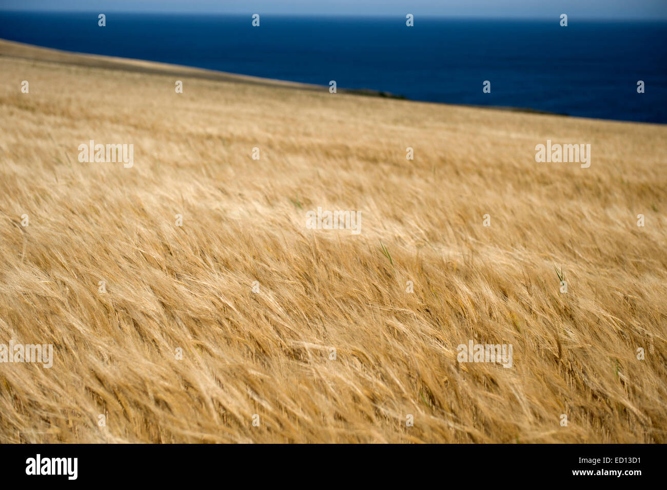 Barley field scotland hi-res stock photography and images - Alamy