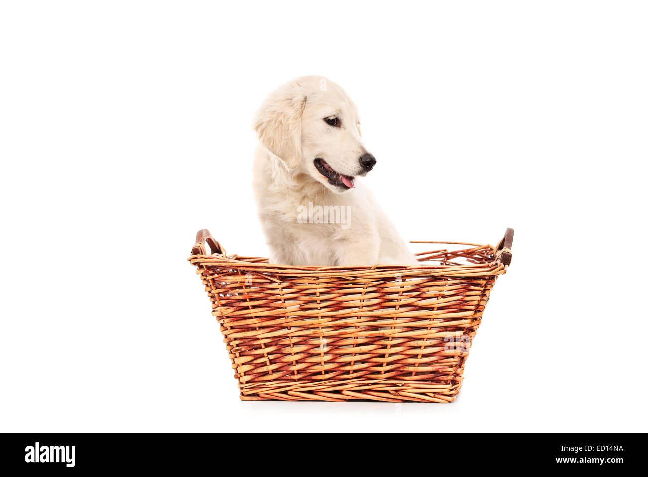 Labrador retriever puppy in basket hi-res stock photography and images ...