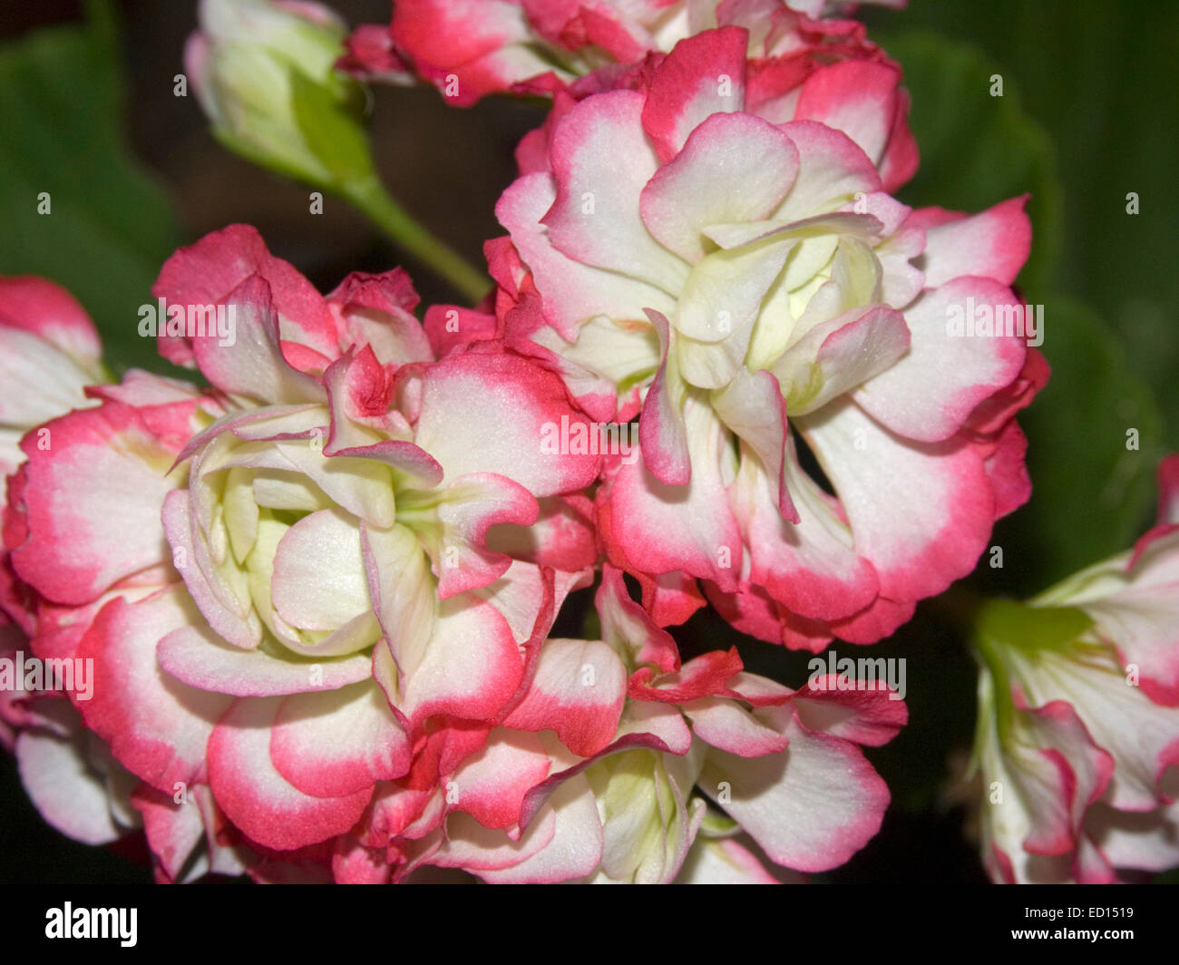 Close-up of cluster of stunning double white flowers with petals edged ...
