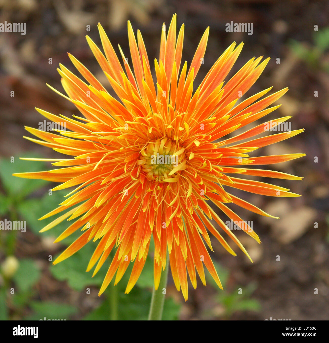 Vivid orange double flower of Gerbera against dark background and ...