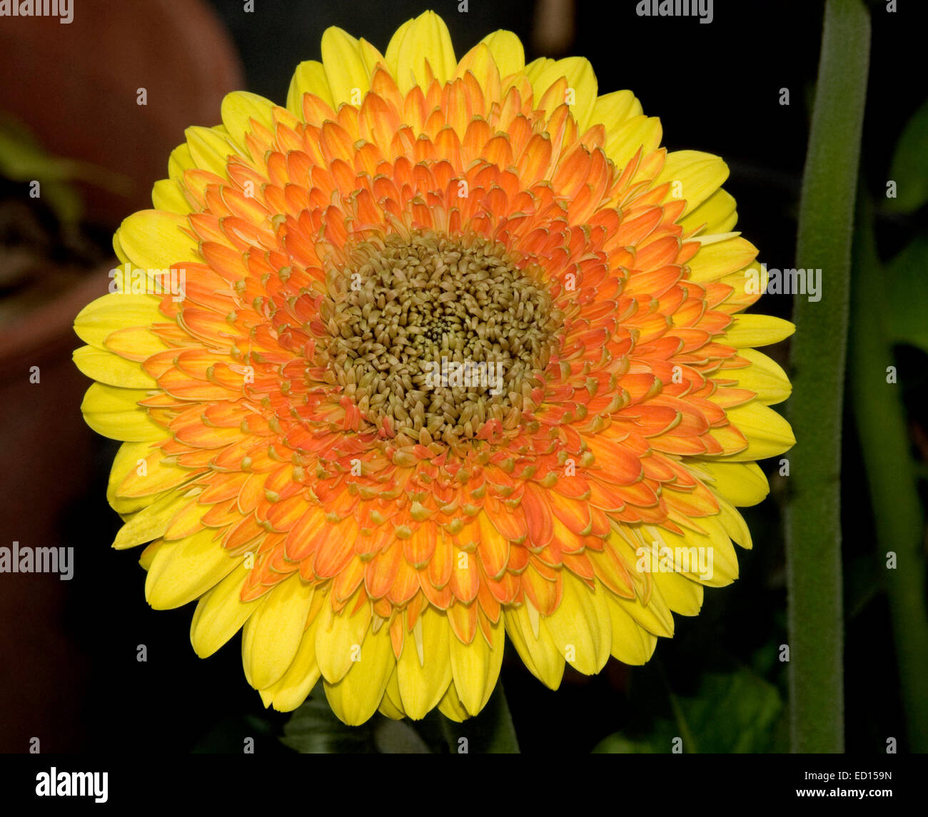 Stunning yellow & orange bi-coloured double petalled flower of Gerbera ...