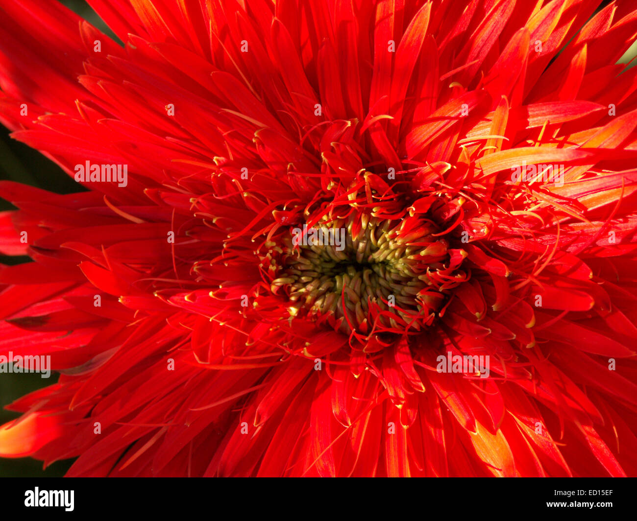 Close-up of spectacular vivid red double flower with multiple layers of ...