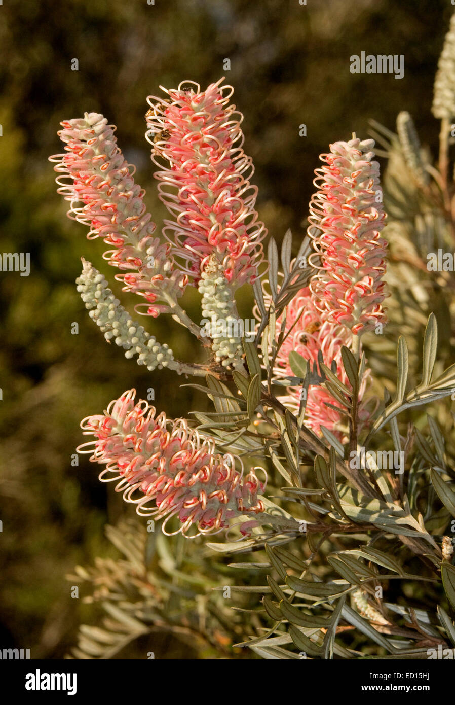 Australian native flower buds hi-res stock photography and images - Alamy