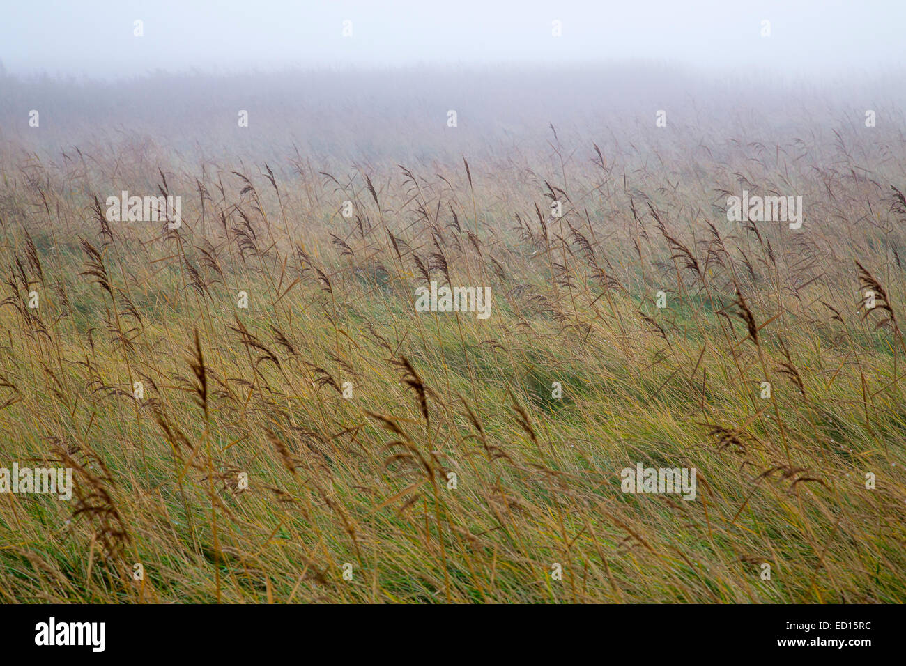 Nature, marshes, winter, North Sea island Spiekeroog, Lower Saxony ...