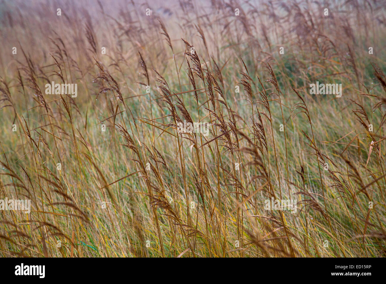 Nature, marshes, winter, North Sea island Spiekeroog, Lower Saxony ...
