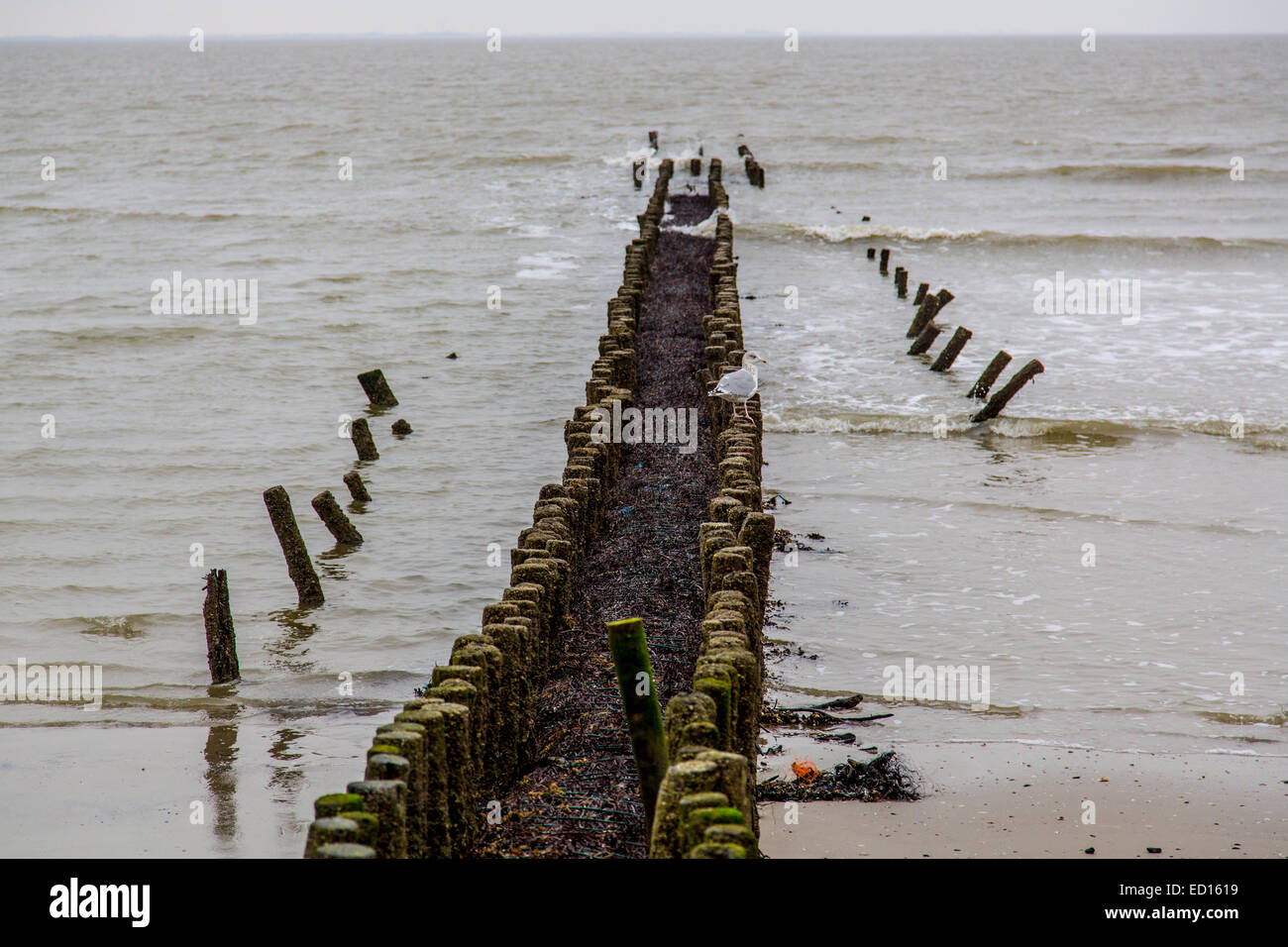 Coastal protection, groins, breakwaters on the western beach, North Sea ...