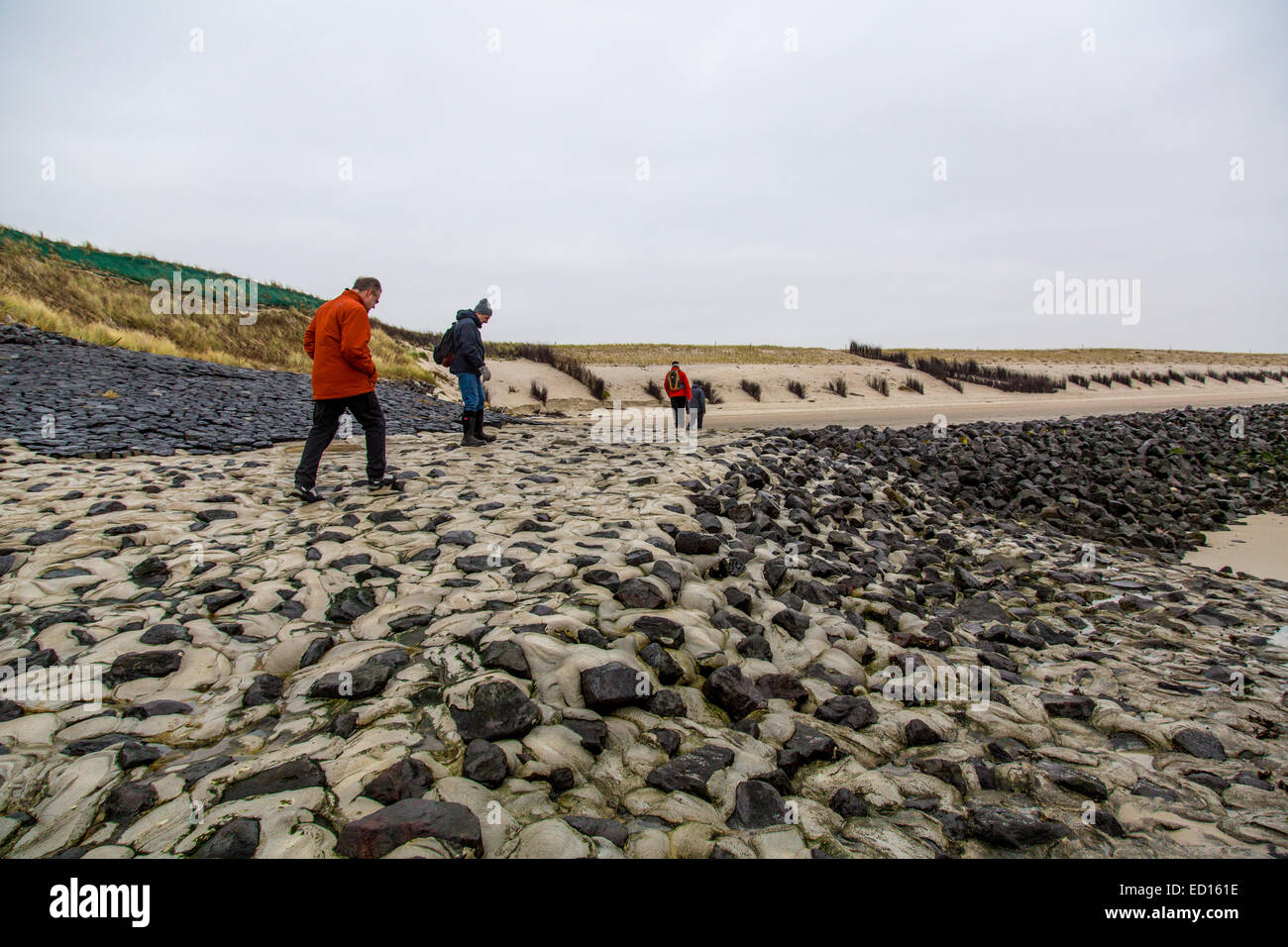 Coastal protection, groins, breakwaters on the western beach, North Sea ...