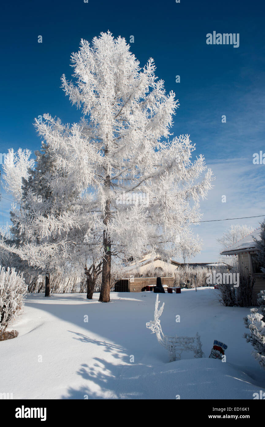 Hoar frost trees hi-res stock photography and images - Alamy