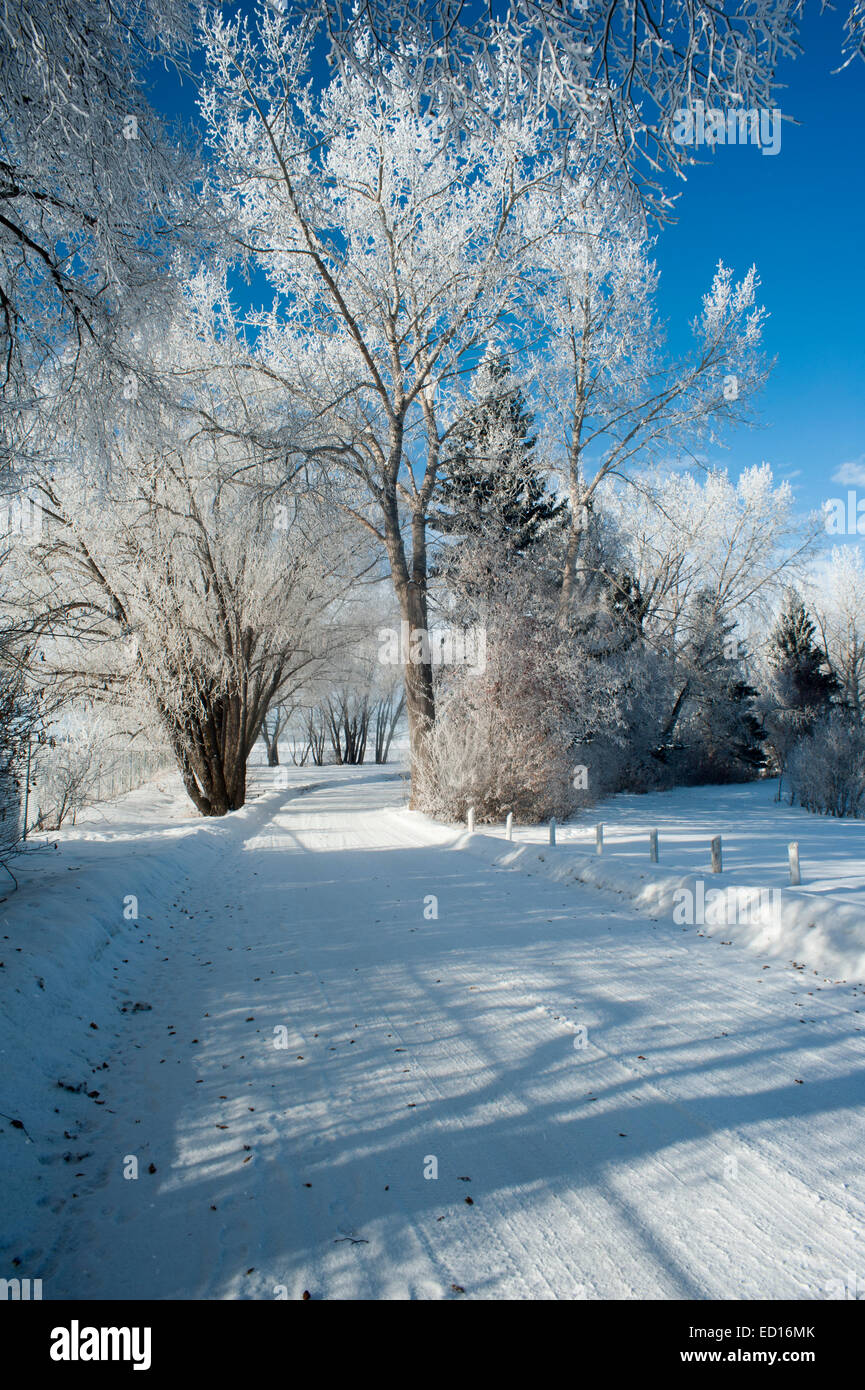 Lane frost hi-res stock photography and images - Alamy