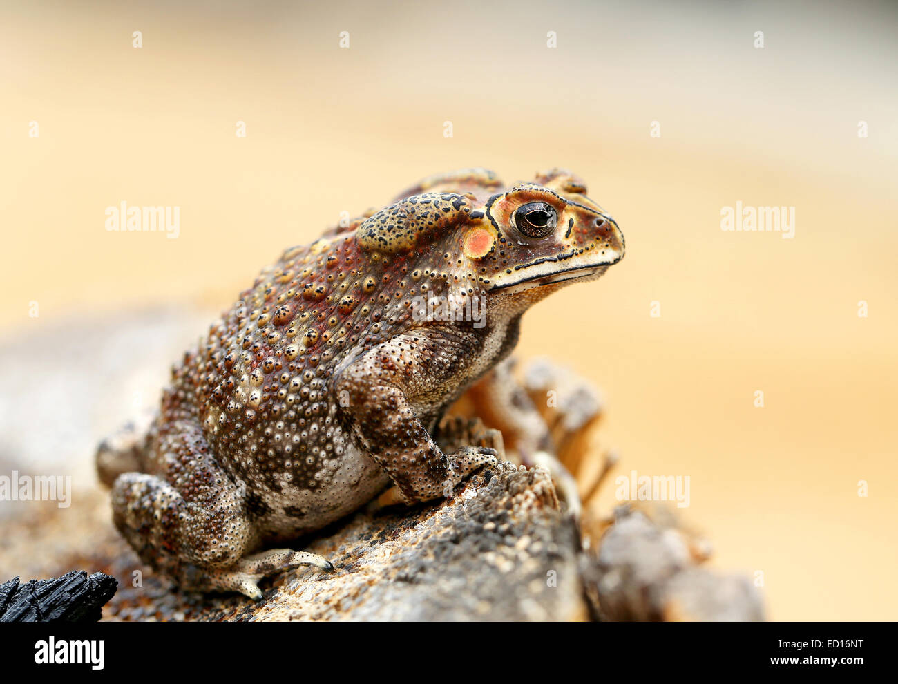 beautiful photos of exotic toad in the tropics Stock Photo - Alamy