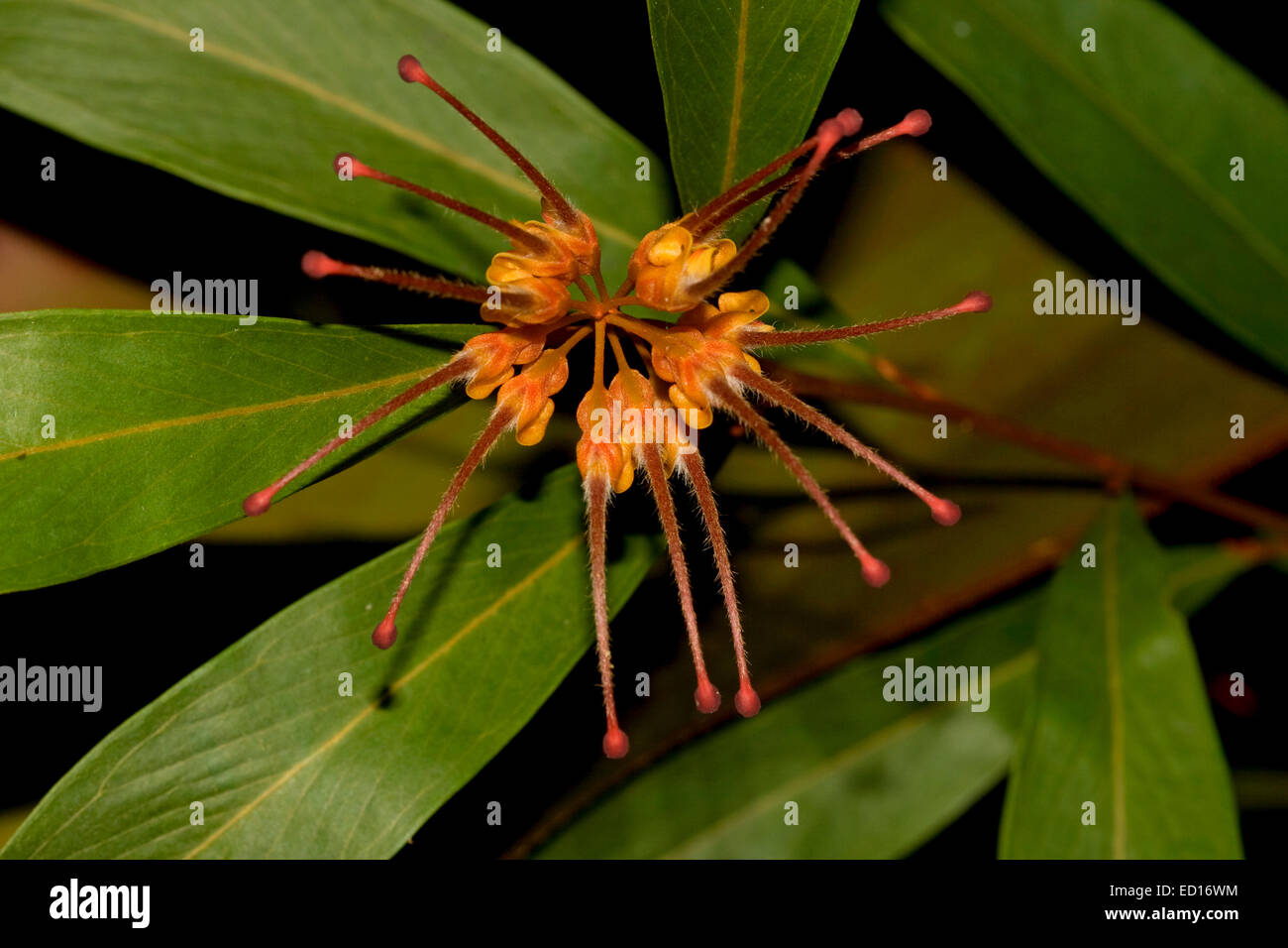Bright orange flower of Grevillea venusta 'Orange Marmalade' against ...