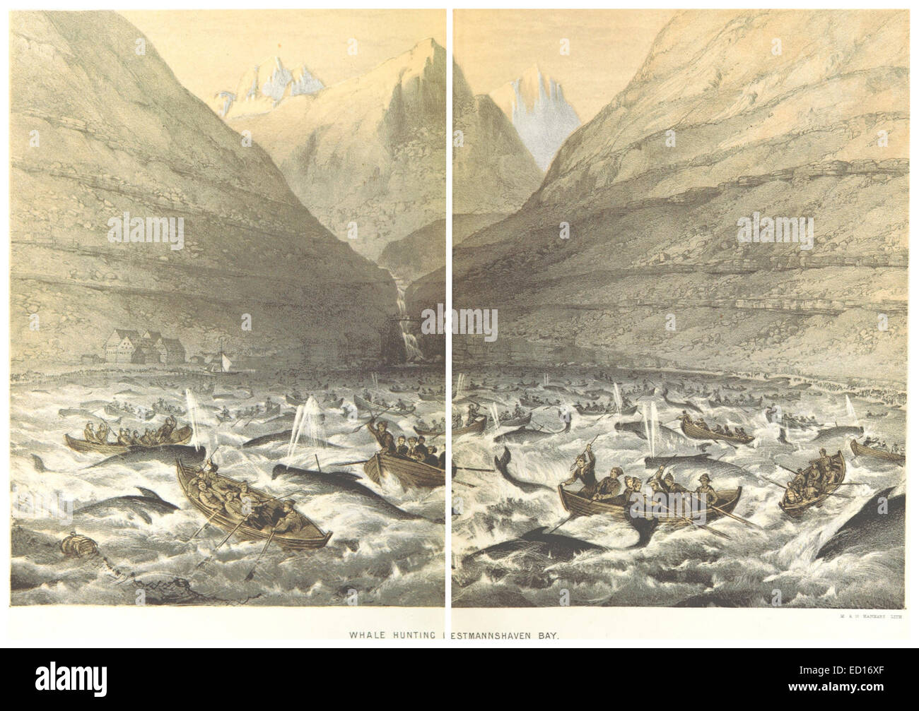 MARIA (CRUISE-1854) WHALE HUNTING IN WESTMANNSHAVEN BAY Stock Photo - Alamy