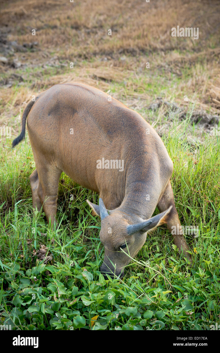 Buffalo grazing in field outside of Hoi An Stock Photo - Alamy