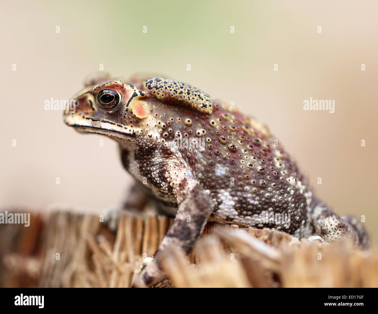 photo portrait of an exotic tropical frogs Stock Photo - Alamy