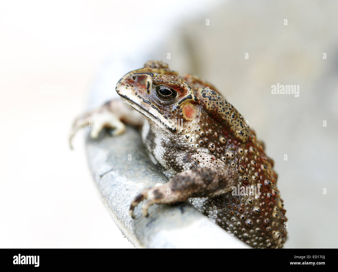 photo portrait of an exotic tropical toad Stock Photo - Alamy