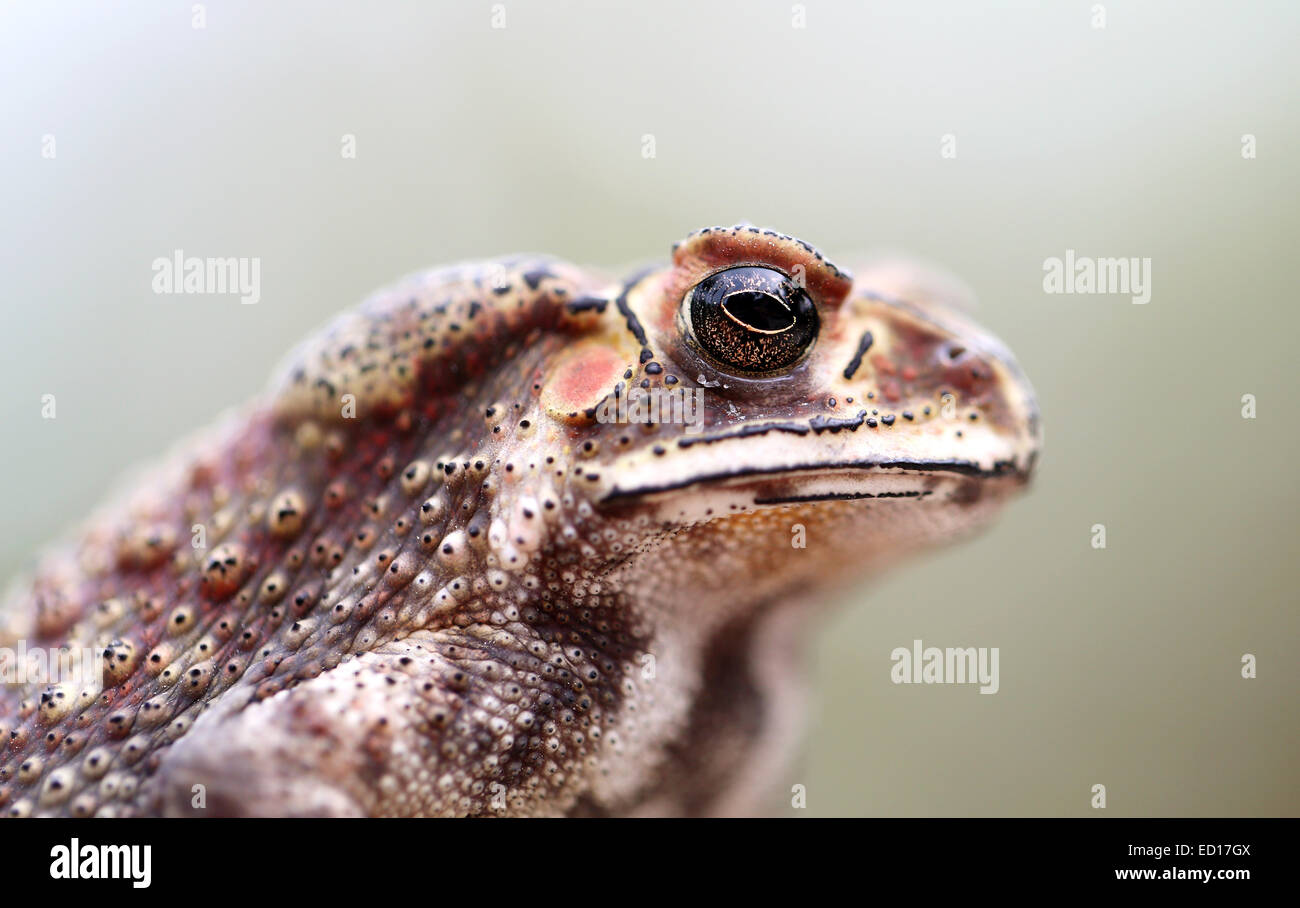 photo portrait of an exotic tropical toad Stock Photo - Alamy