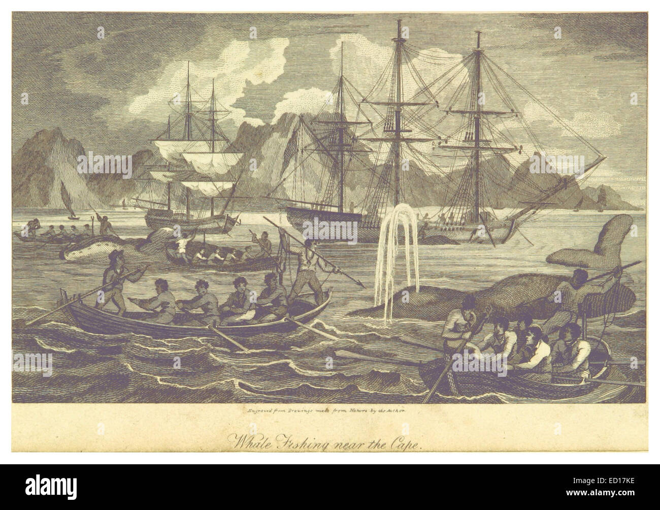 Vintage whale illustration hi-res stock photography and images - Alamy