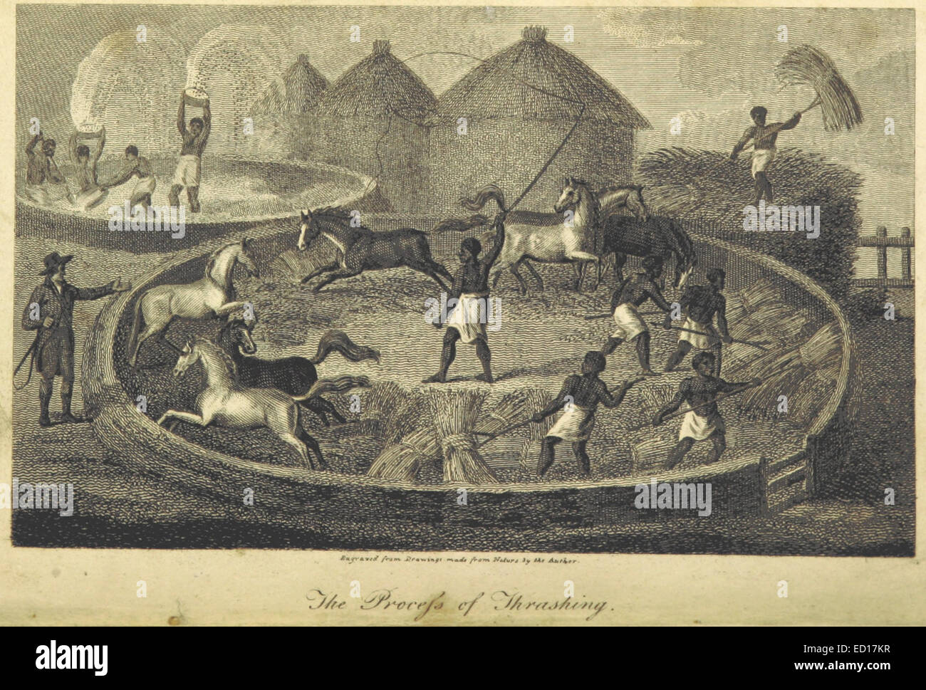 Thrashing image hi-res stock photography and images - Alamy