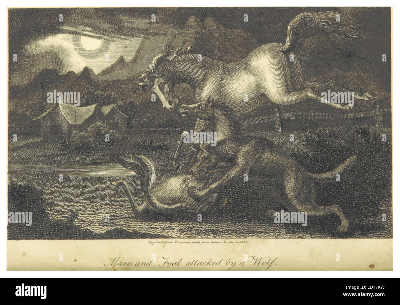 An 1806 illustration depicting a dramatic scene of a mare and her foal ...