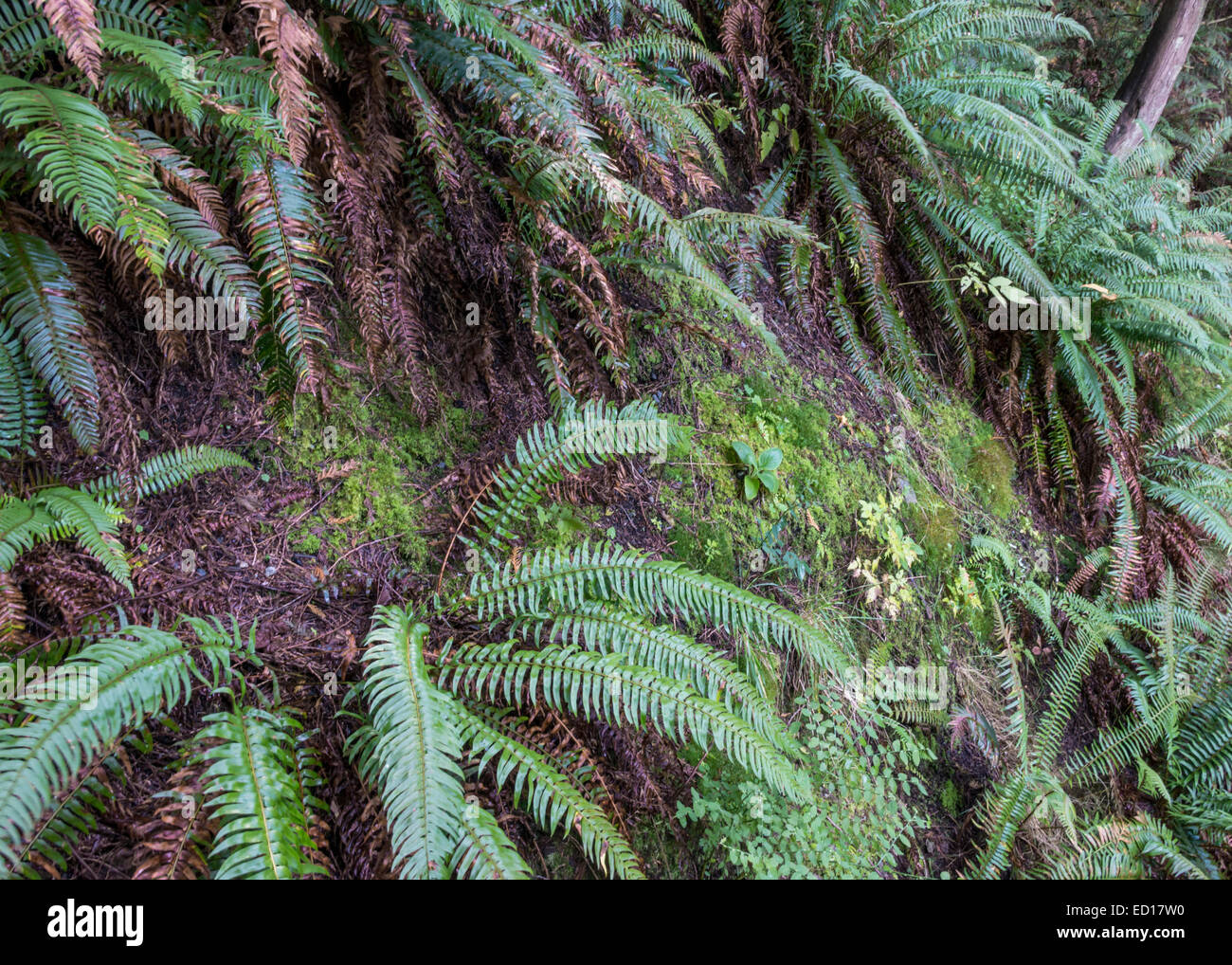 Ferns, moss and rocks in the rain forest, Capilano Park, Vancouver ...