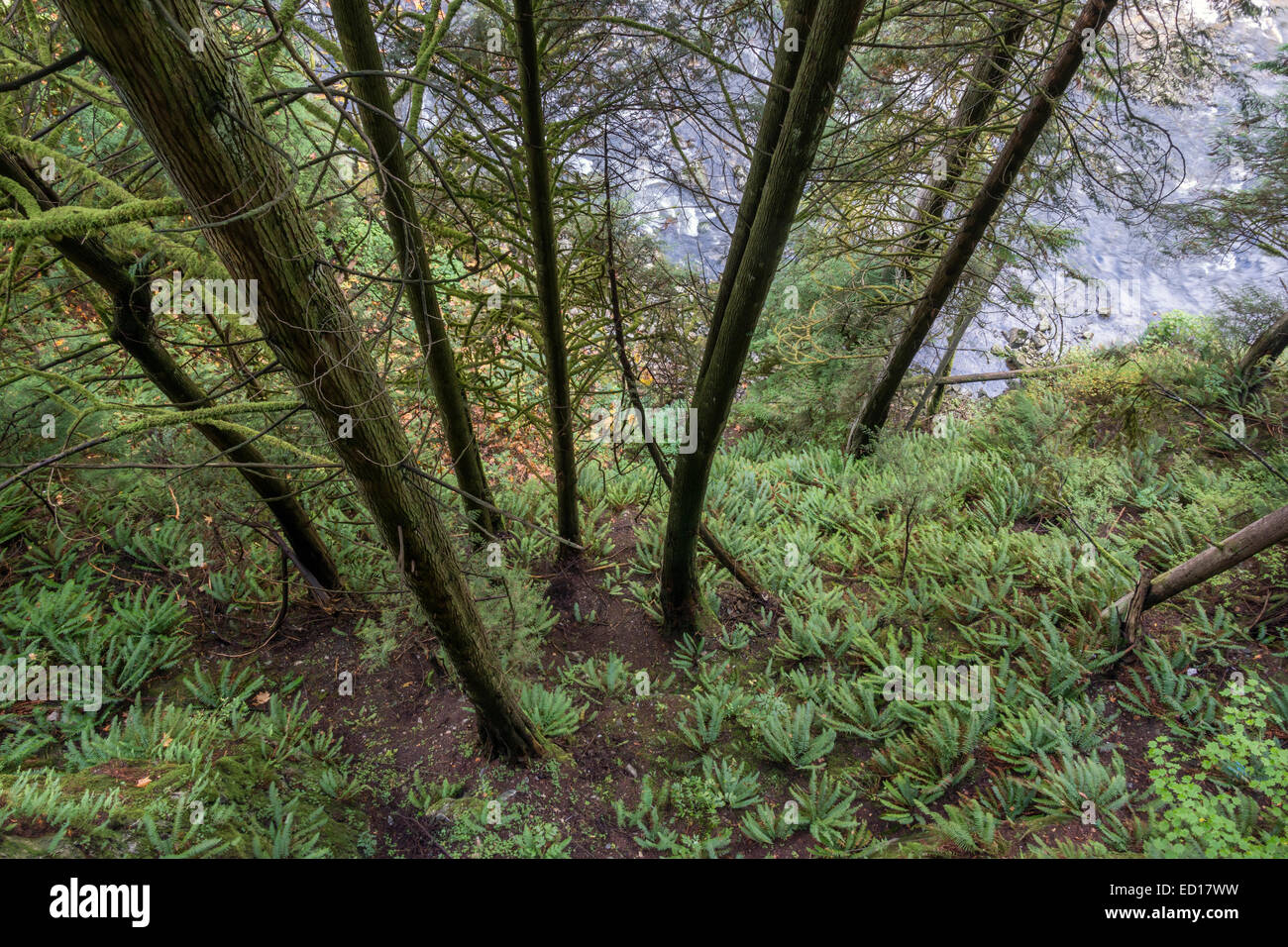 Looking down on the rain forest floor, Capilano Park, Vancouver ...