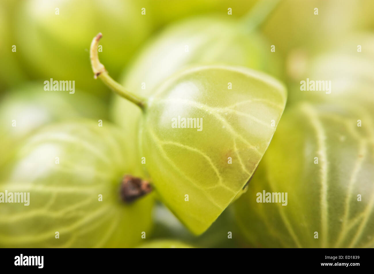 sliced gooseberry macro Stock Photo - Alamy