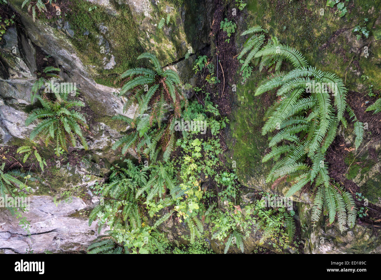 Ferns growing on rocks in the rain forest, Capilano Park, Vancouver ...