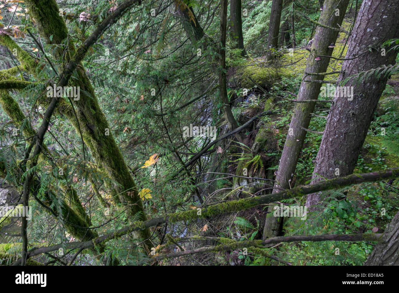 Rain forest, looking down into the Capilano River gorge, Capilano Park ...