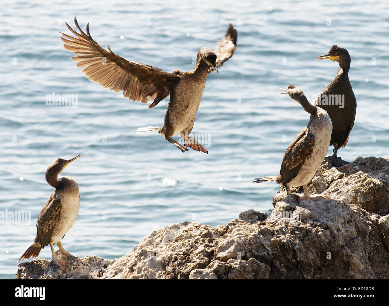 Seashore birds hi-res stock photography and images - Alamy
