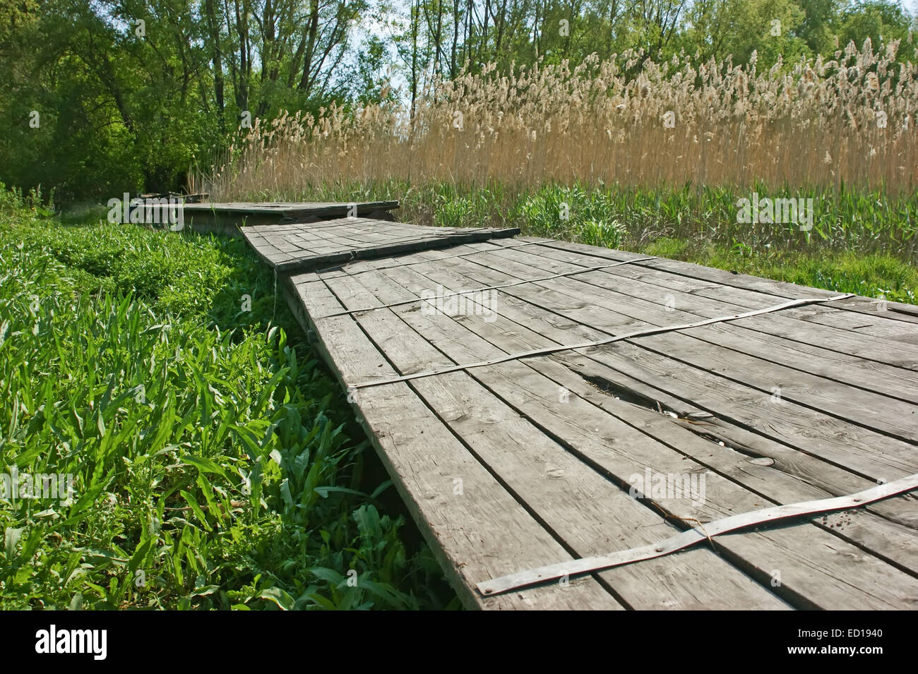 Swamps old hi-res stock photography and images - Alamy