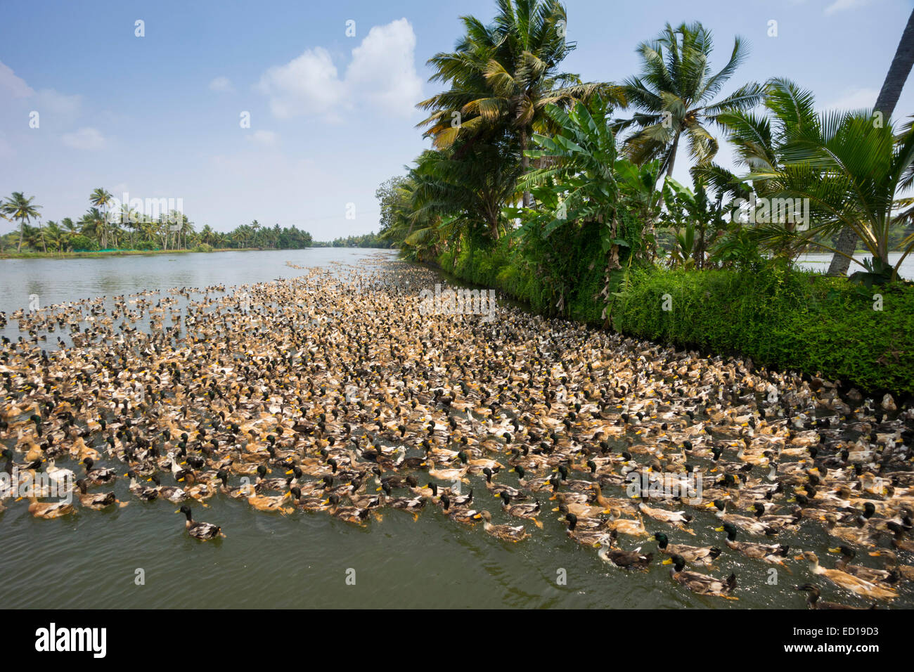 Kerala, India - duck farming on the Pamba river delta waterways and ...