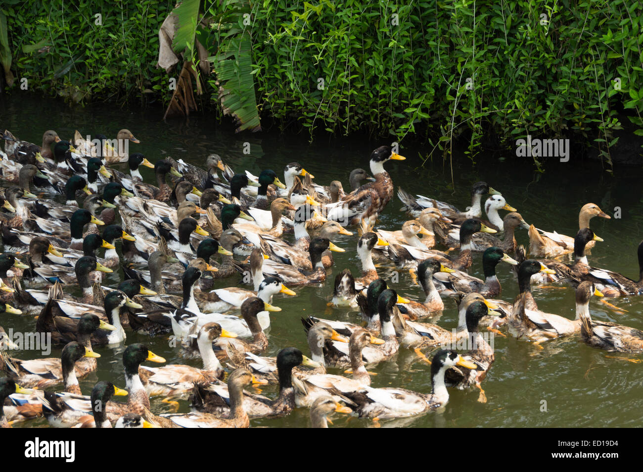 Kerala, India - duck farming on the Pamba river delta waterways and ...