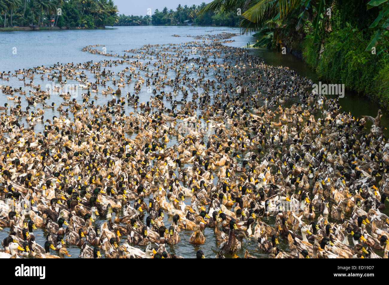 Kerala, India - duck farming on the Pamba river delta waterways and ...