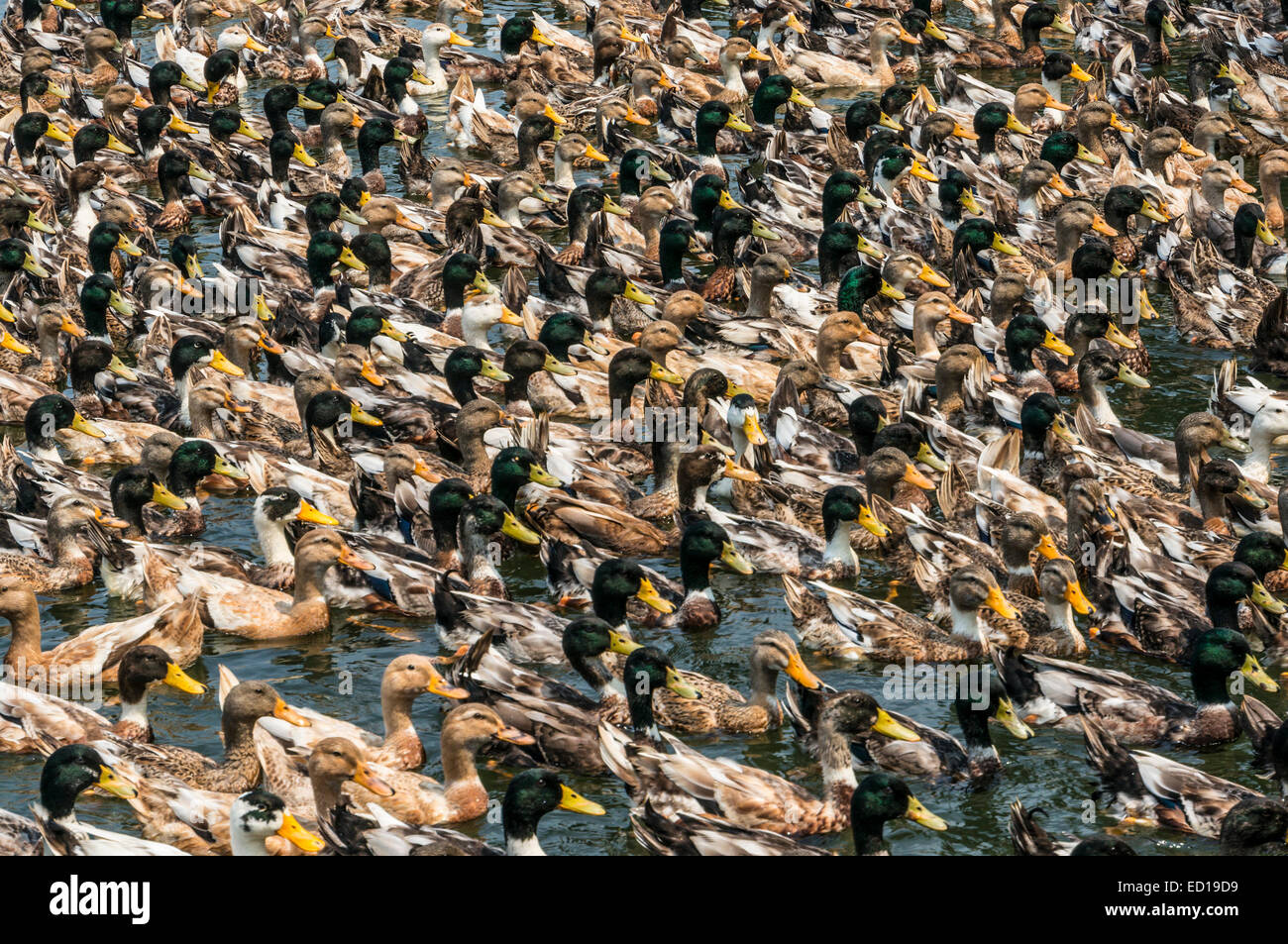 Kerala, India - duck farming on the Pamba river delta waterways and ...