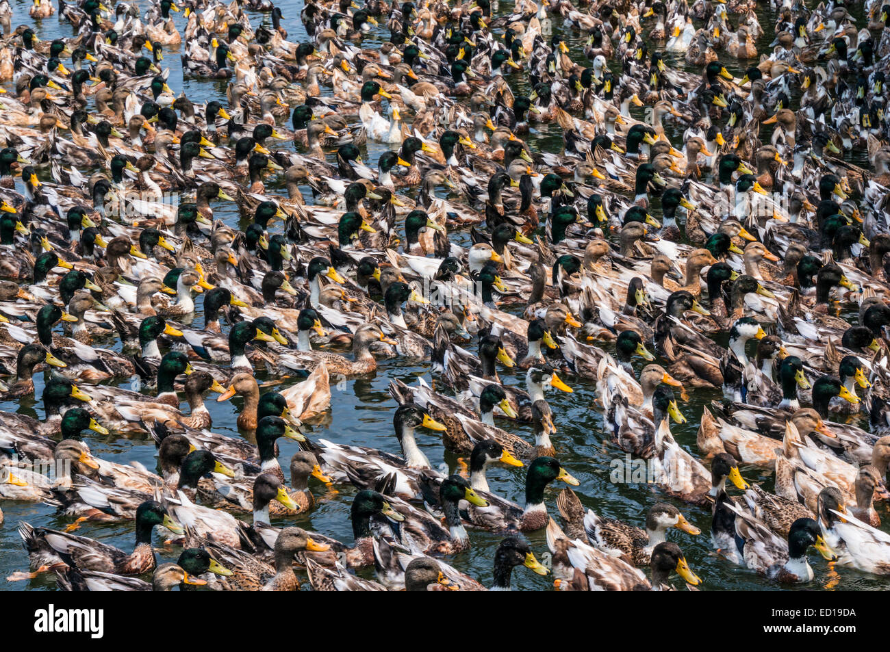 Kerala, India - duck farming on the Pamba river delta waterways and ...