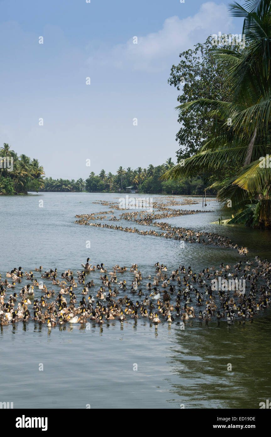 Kerala, India - duck farming on the Pamba river delta waterways and ...