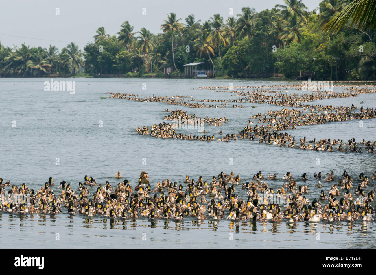 Kerala, India - duck farming on the Pamba river delta waterways and ...
