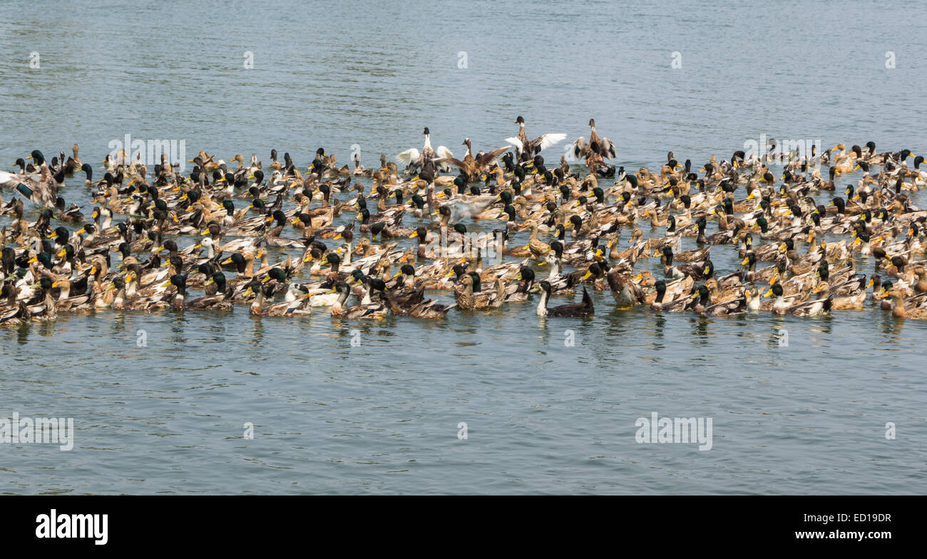 Kerala, India - duck farming on the Pamba river delta waterways and ...