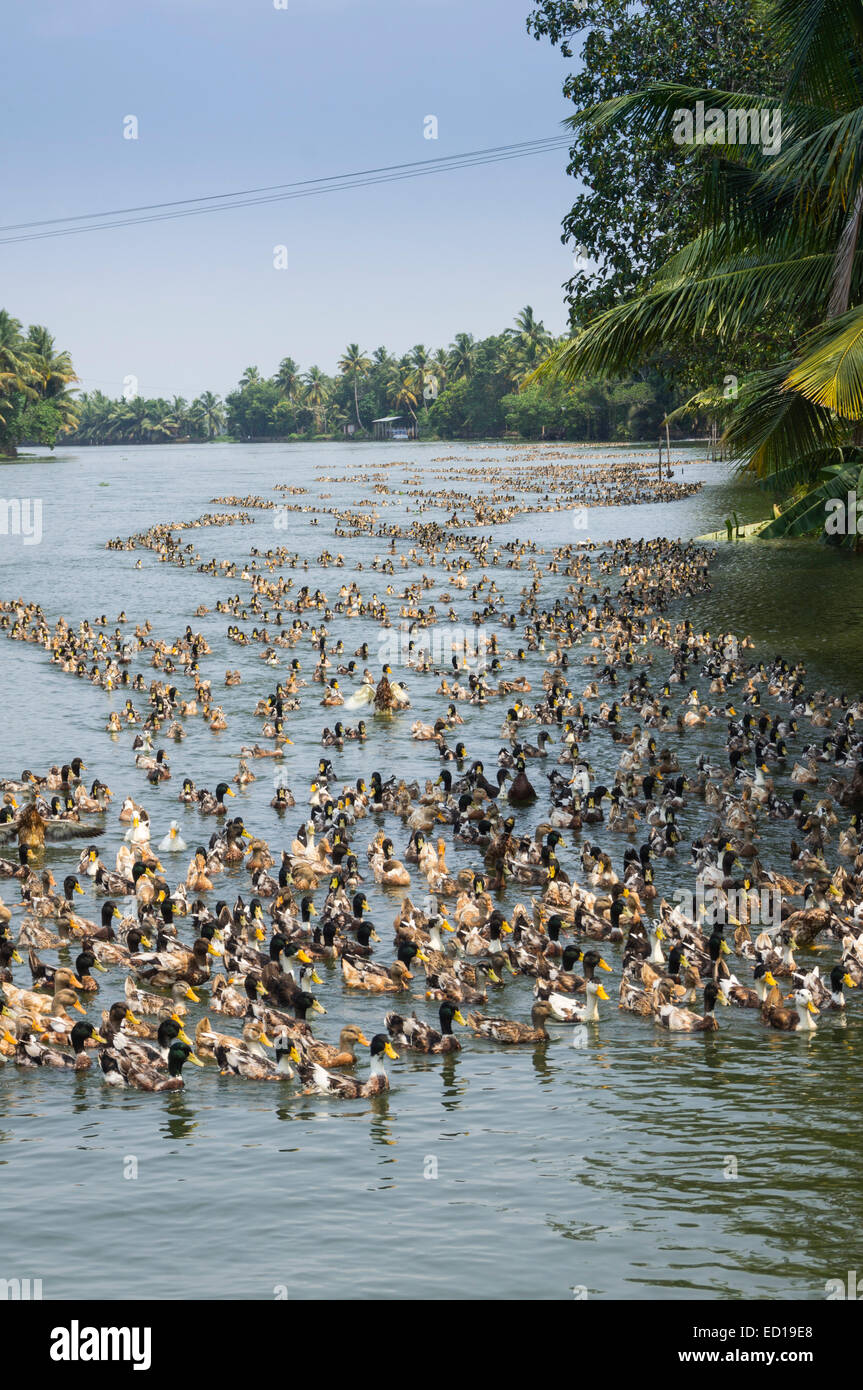 Kerala, India - duck farming on the Pamba river delta waterways and ...