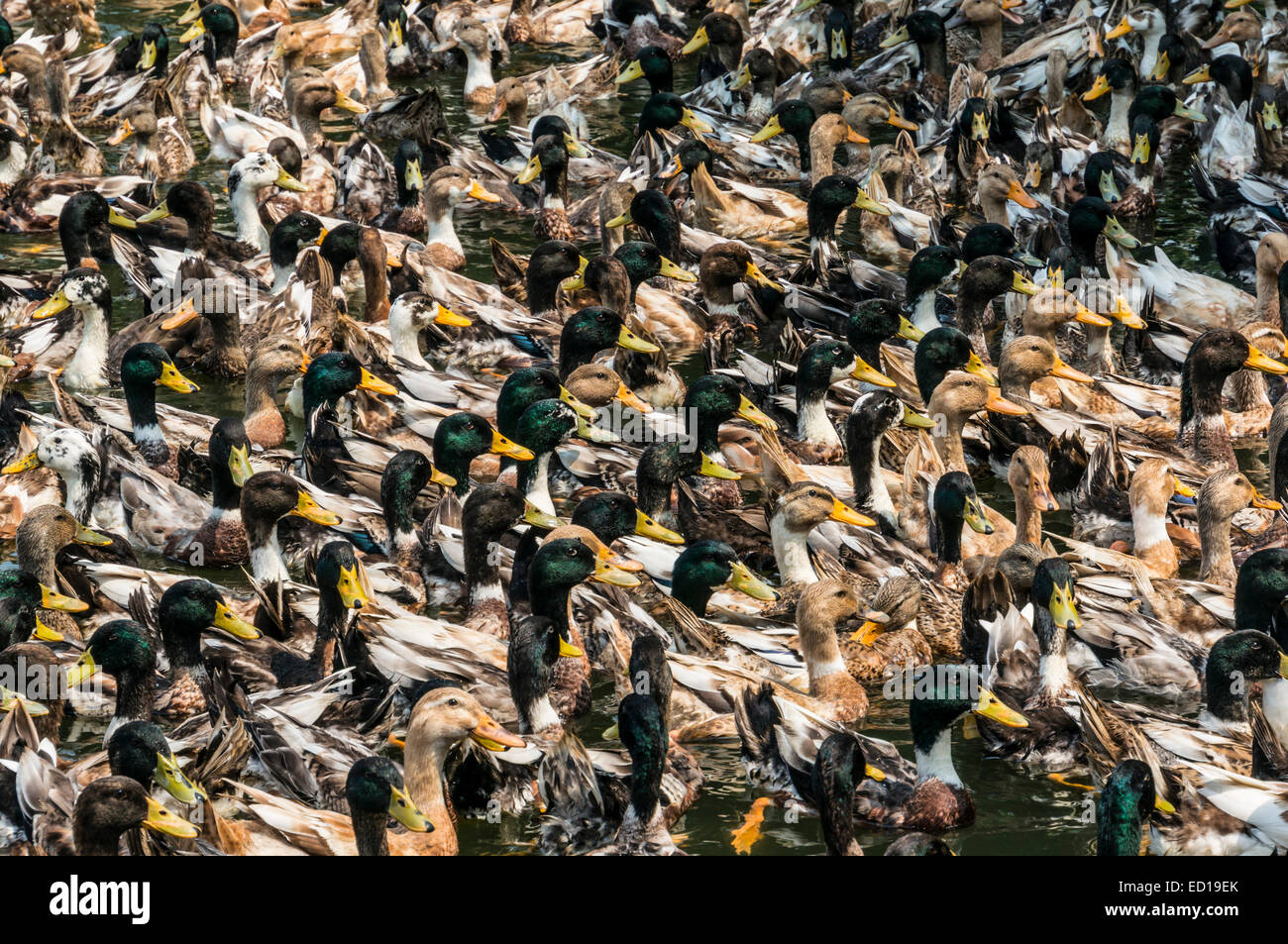 Duck farming hi-res stock photography and images - Alamy