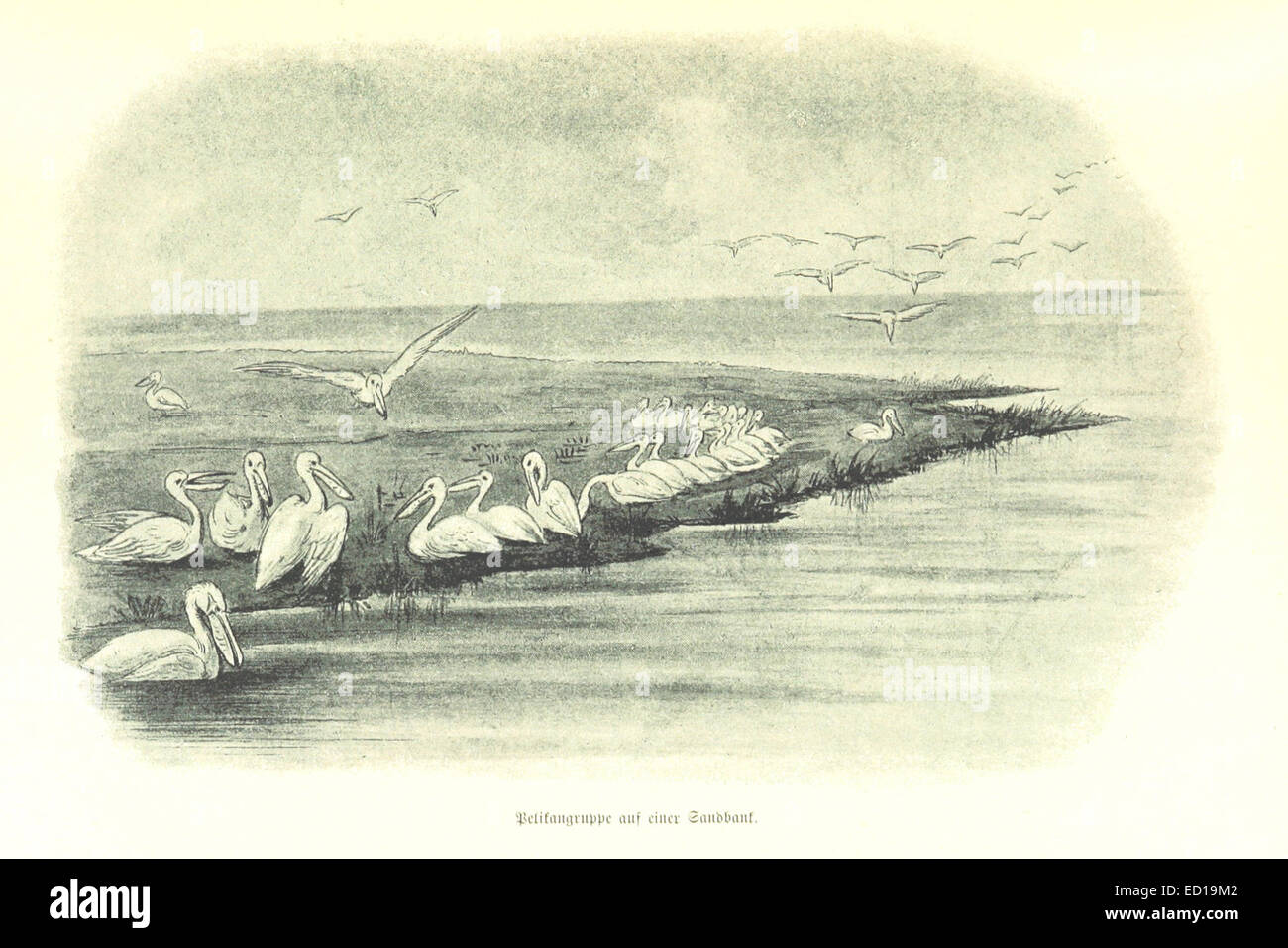 An illustration showing a group of pelicans resting on a sandbank. This ...