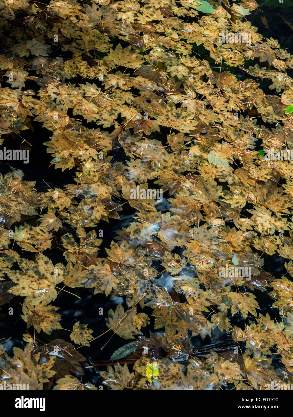 Fall leaves on a pond, Capilano Park, Vancouver, British Columbia ...