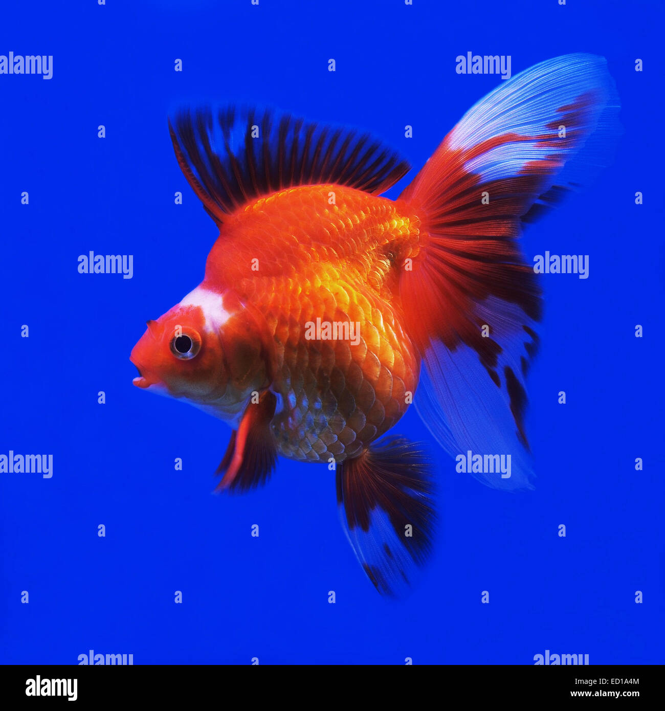 beautiful goldfish in the aquarium Stock Photo - Alamy