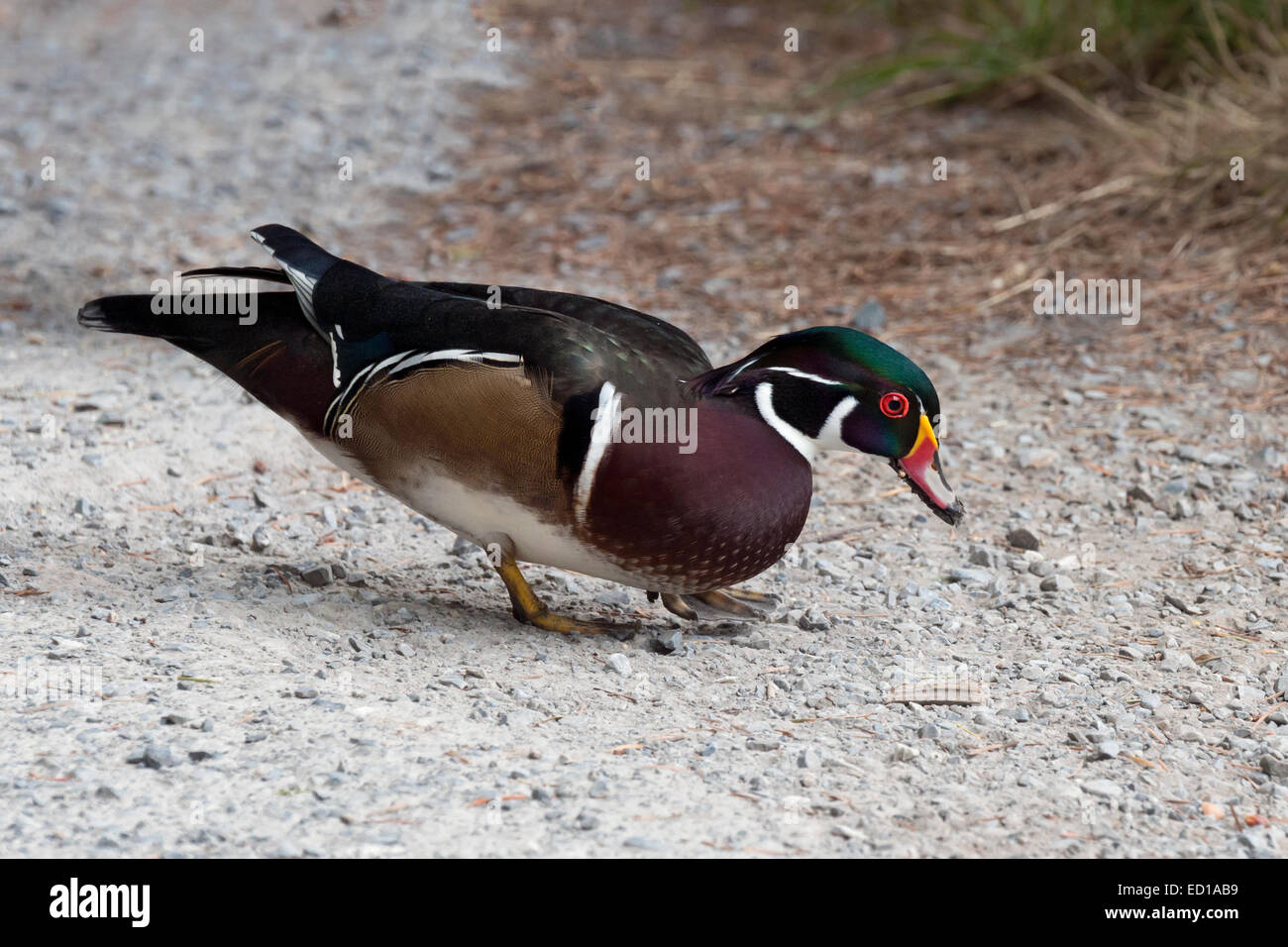 Westham island vancouver hi-res stock photography and images - Alamy