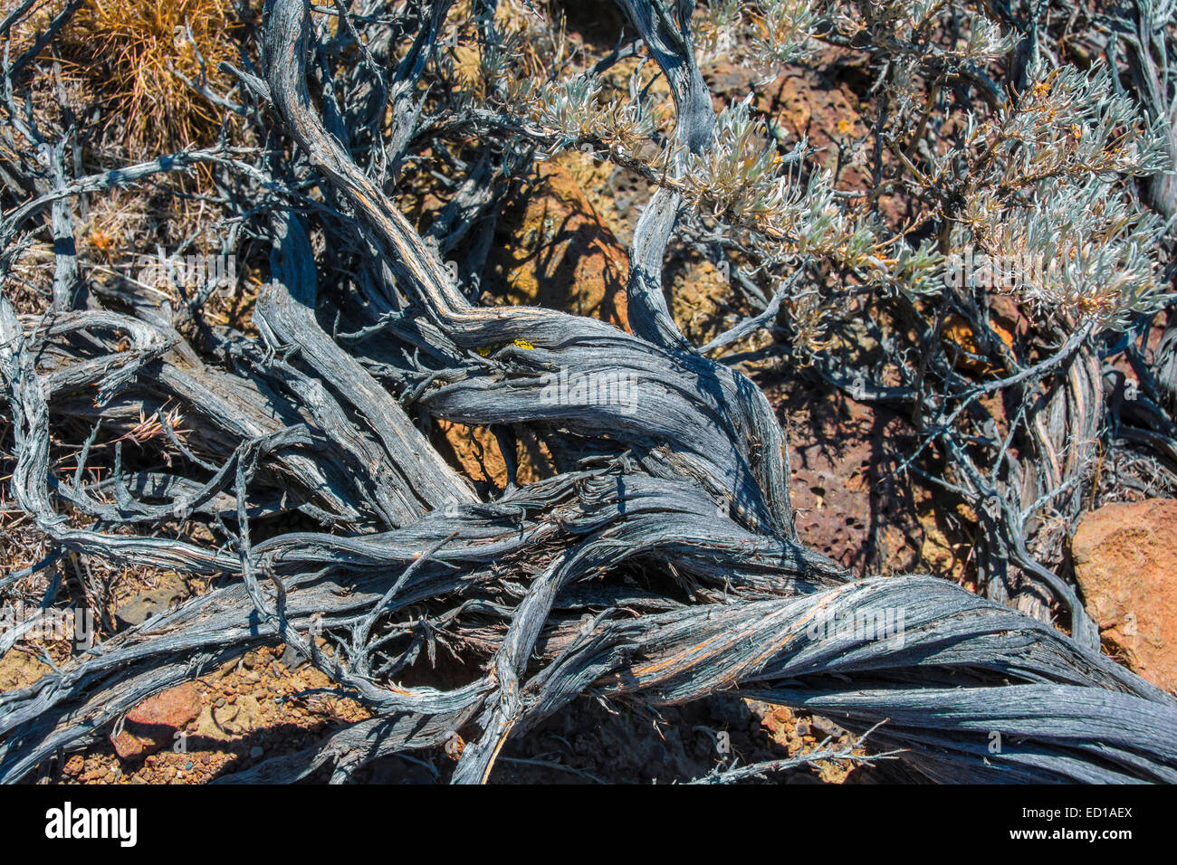 A gnarled, twisted, bush in the dry desert sun Stock Photo - Alamy