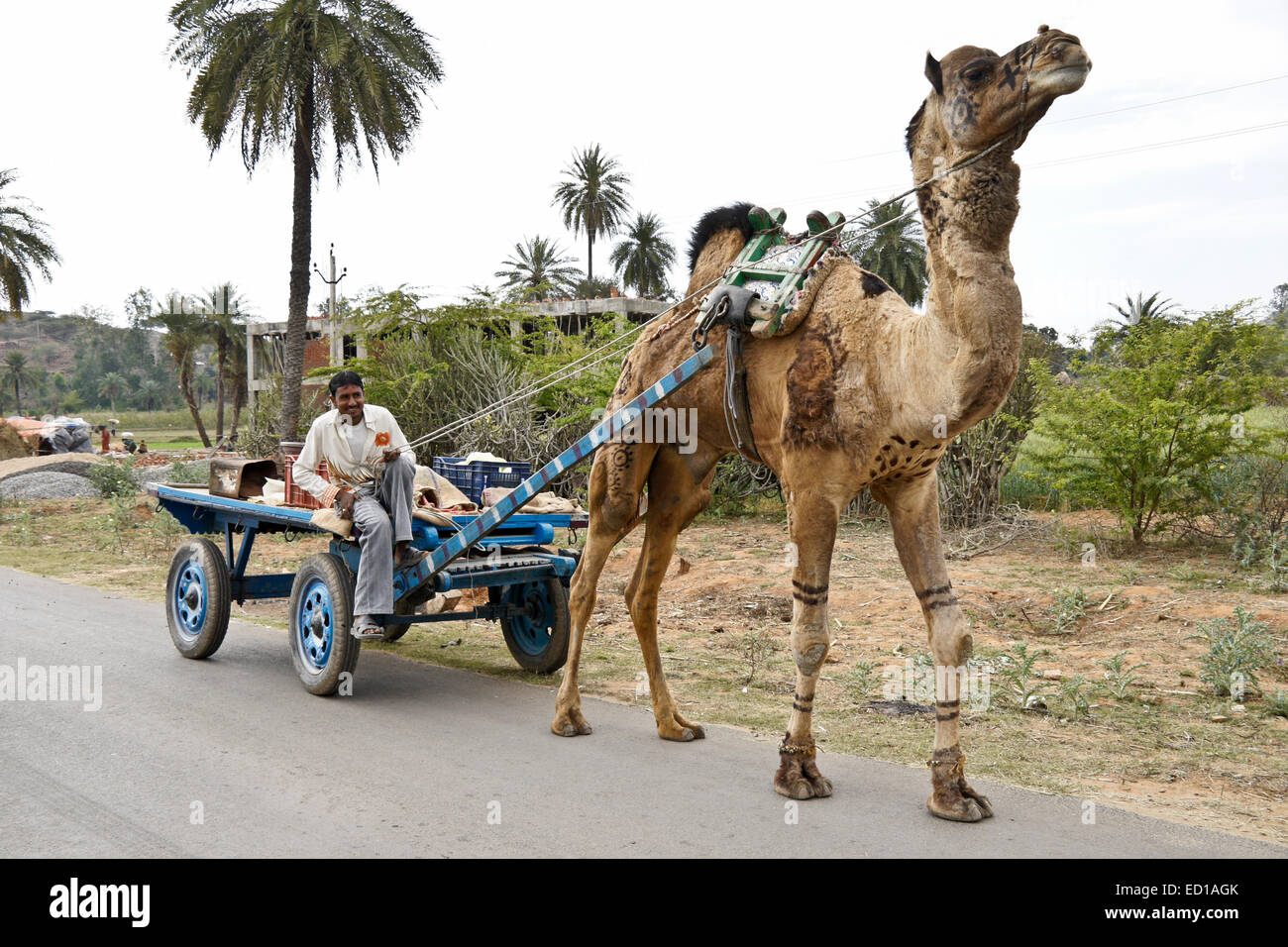 Traveling salesman with camel cart near Poshina, Gujarat, India Stock ...