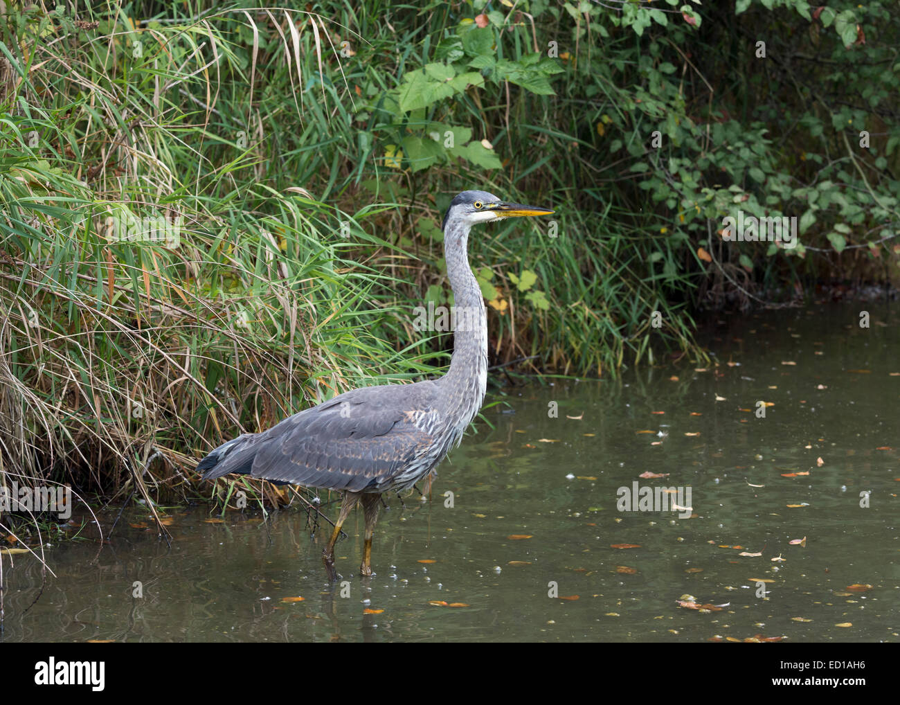 Juvenile great blue heron hi-res stock photography and images - Alamy