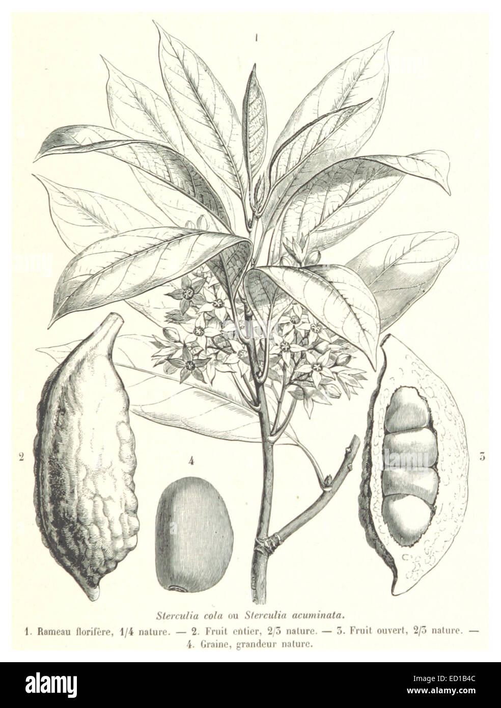 Sterculia family hi-res stock photography and images - Alamy