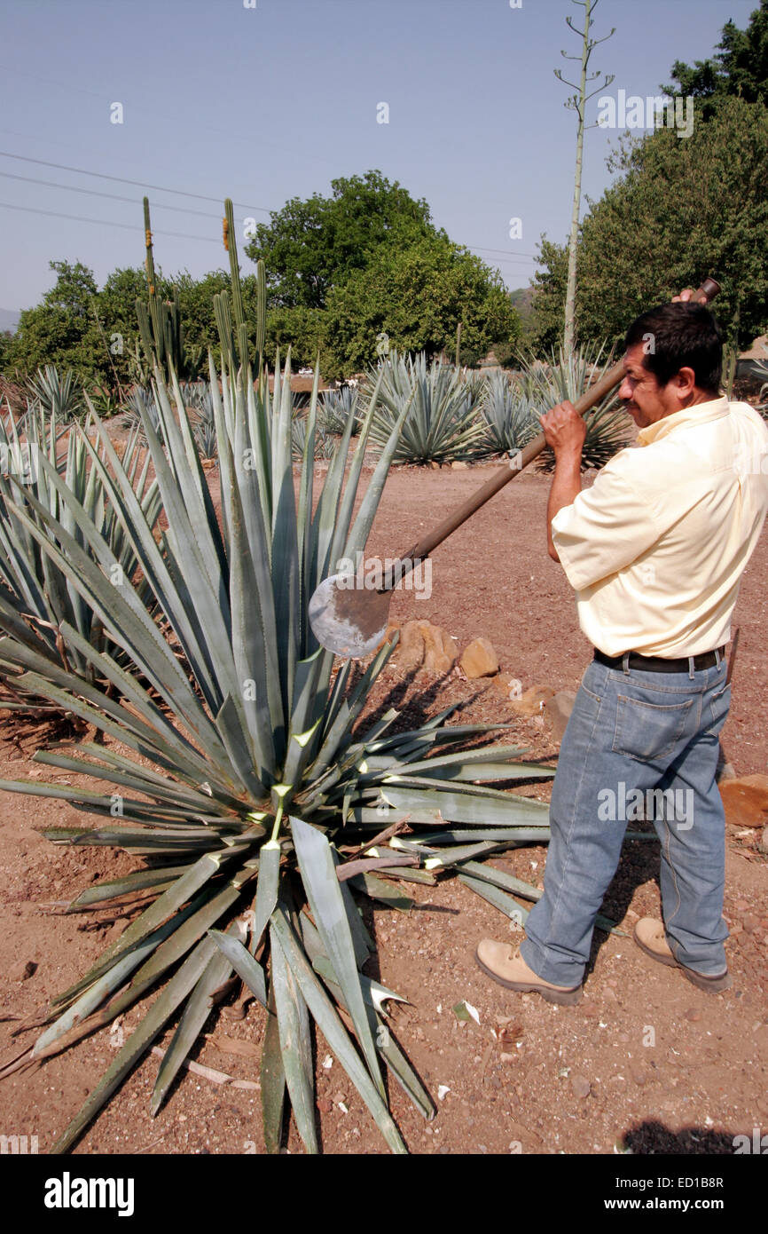 Sauza guide demonstrates the use of a coa to harvest a mature agave ...
